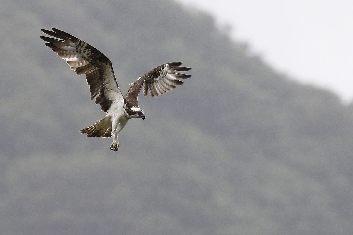 ホバリングするミサゴ | GANREF