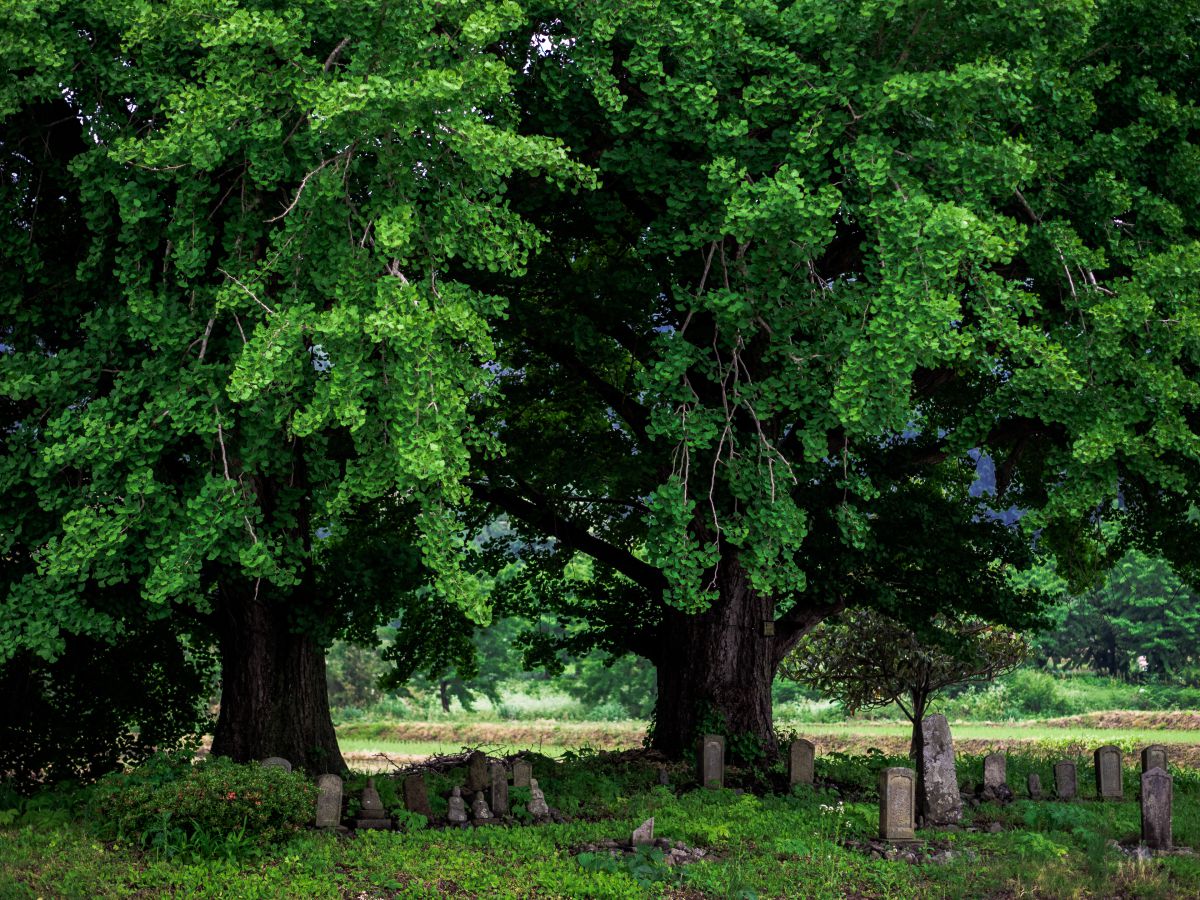 Fresh Green | GANREF