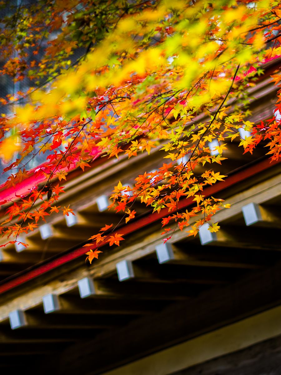 autumn gradation | GANREF