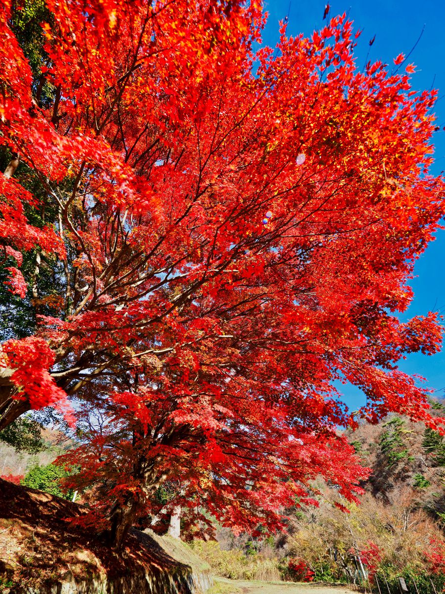 Hi-Reso Maple | GANREF