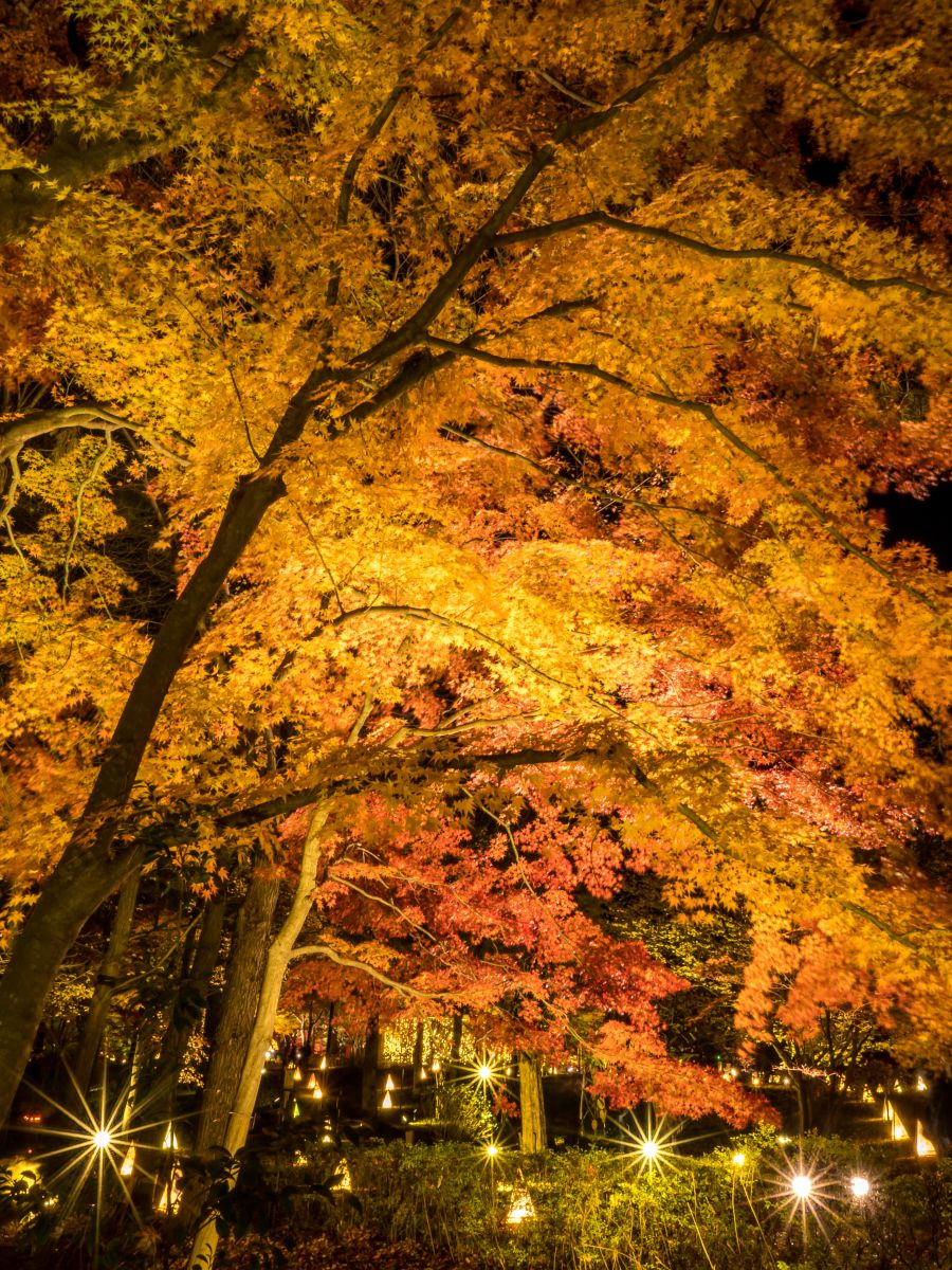 Romantic night | GANREF