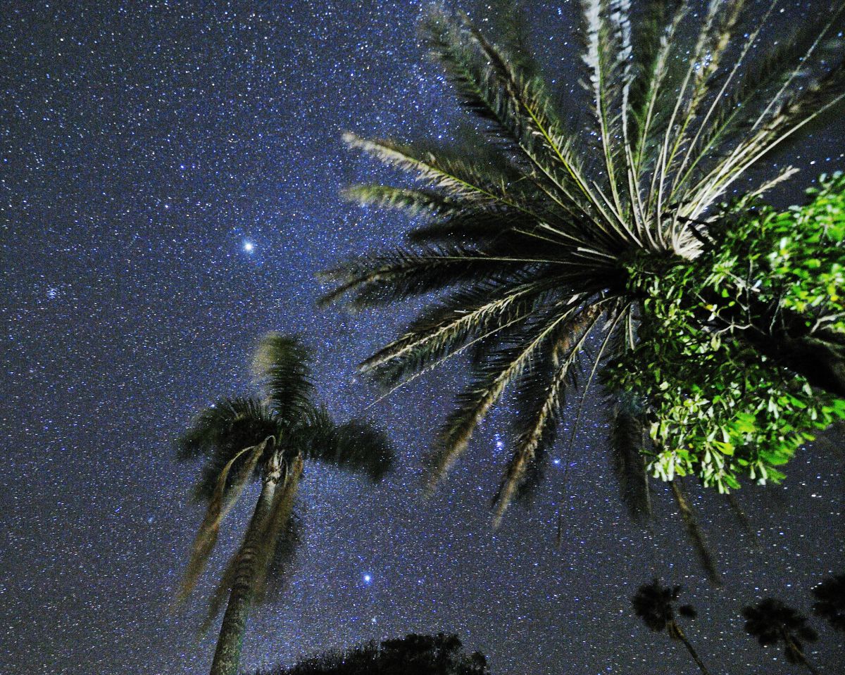 Phoenix Wing | GANREF