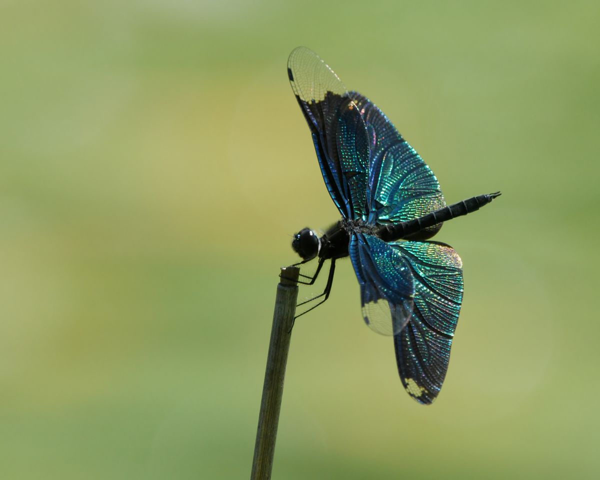 チョウトンボII | GANREF