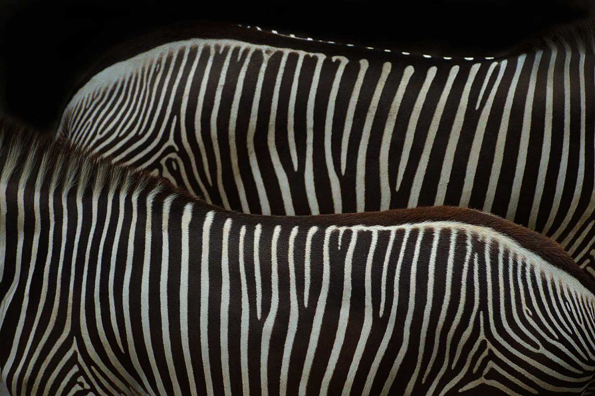 *striped pattern | GANREF