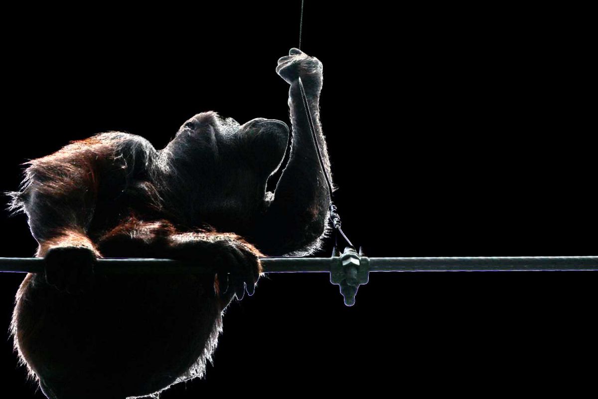 *animal graffiti "rope" | GANREF