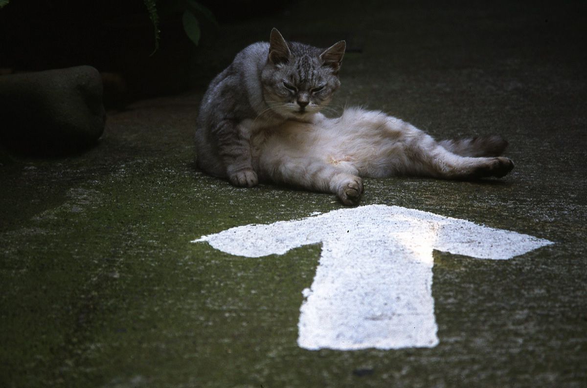 of the arrow | GANREF