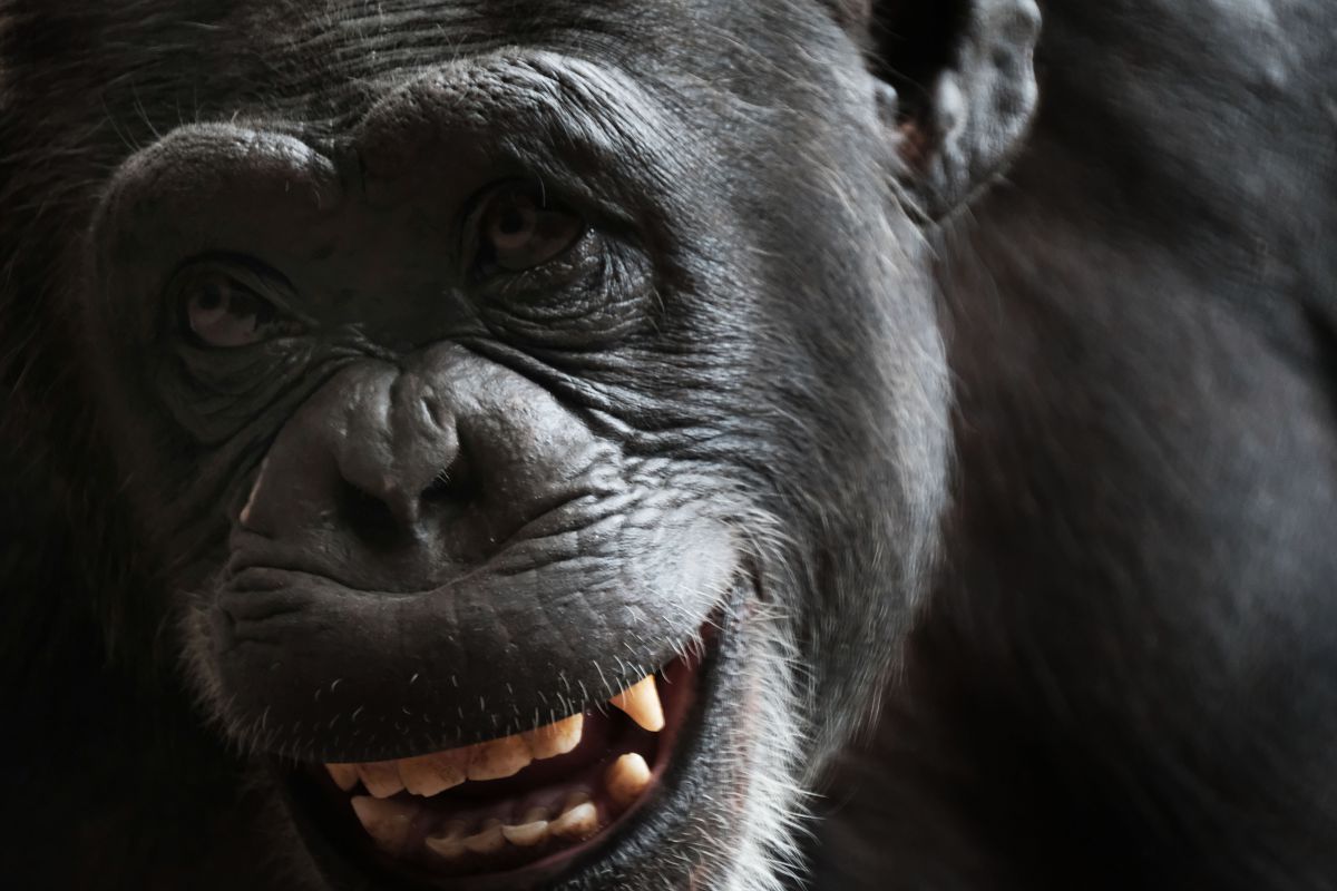 *Are you smiling? | GANREF