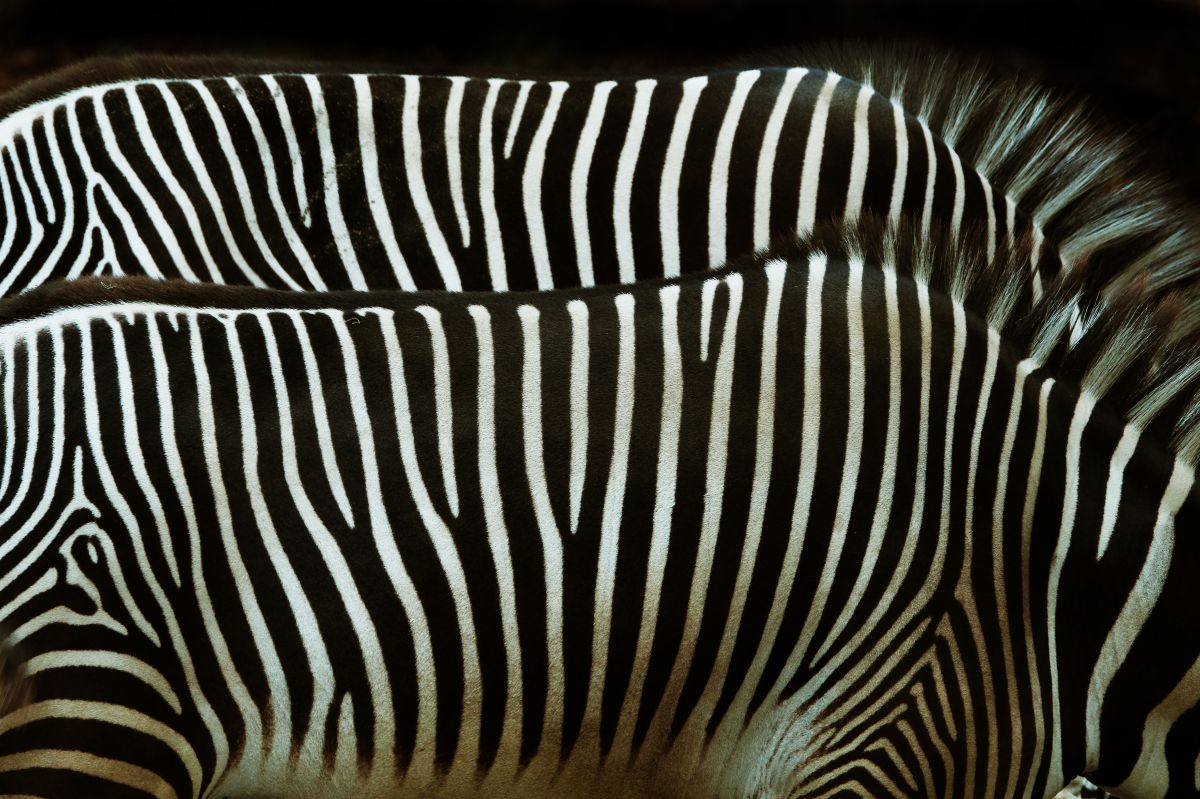 *Stripe and stripes | GANREF