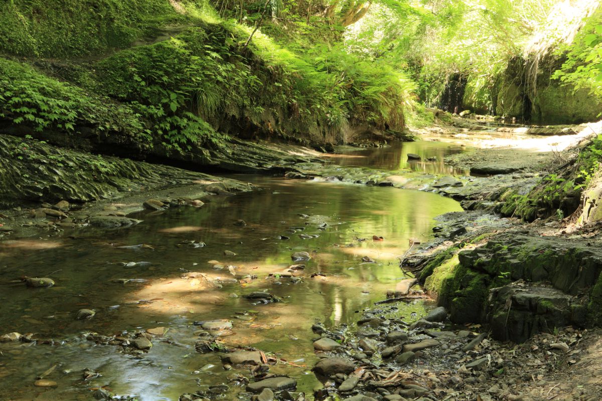 青紅葉色 | GANREF