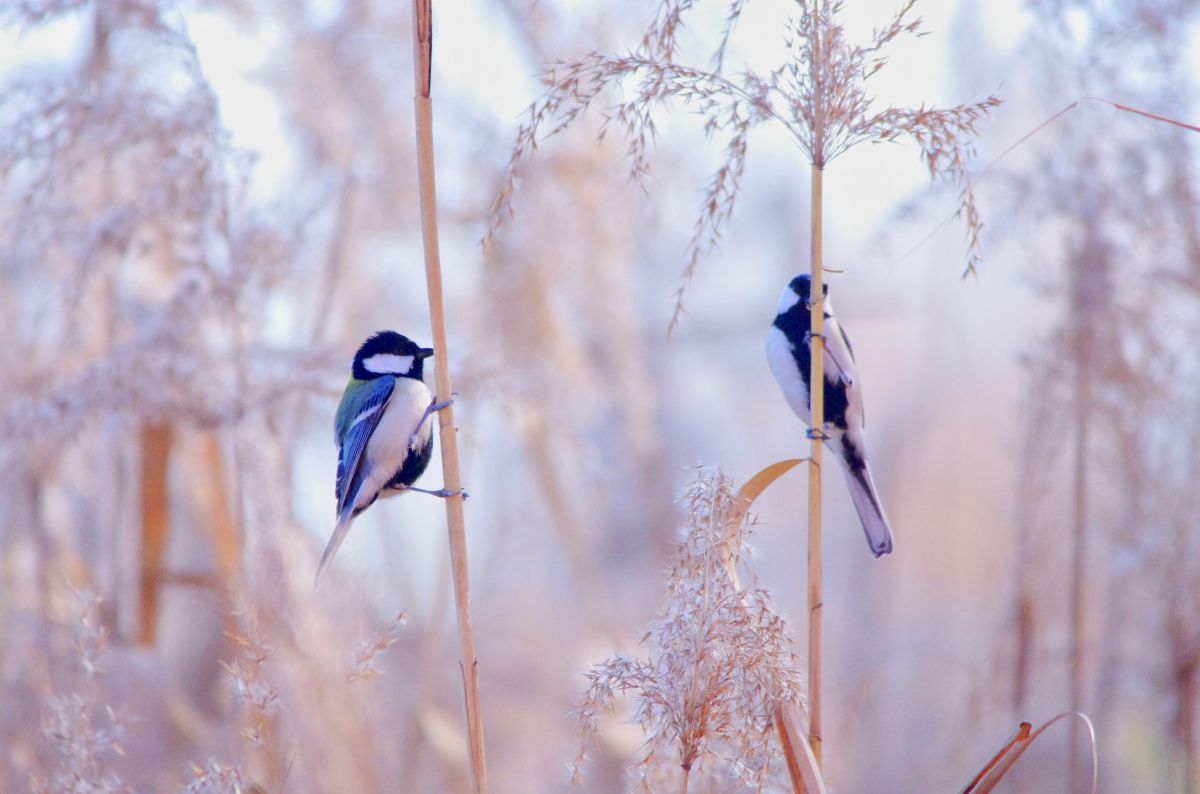 winter morning | GANREF