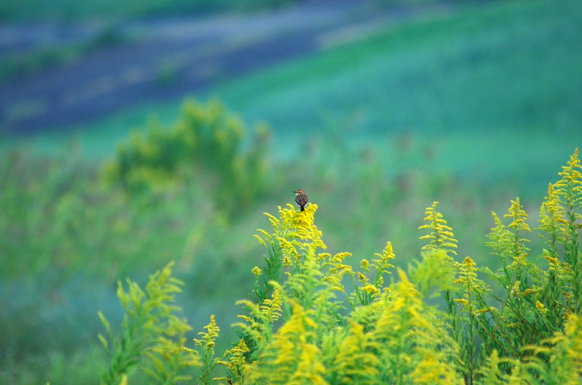 morning bird | GANREF