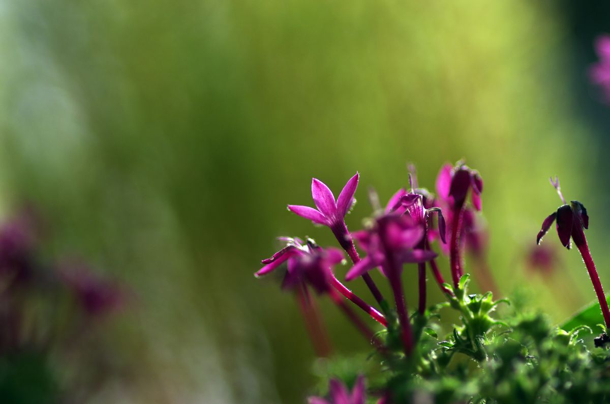 small flower | GANREF