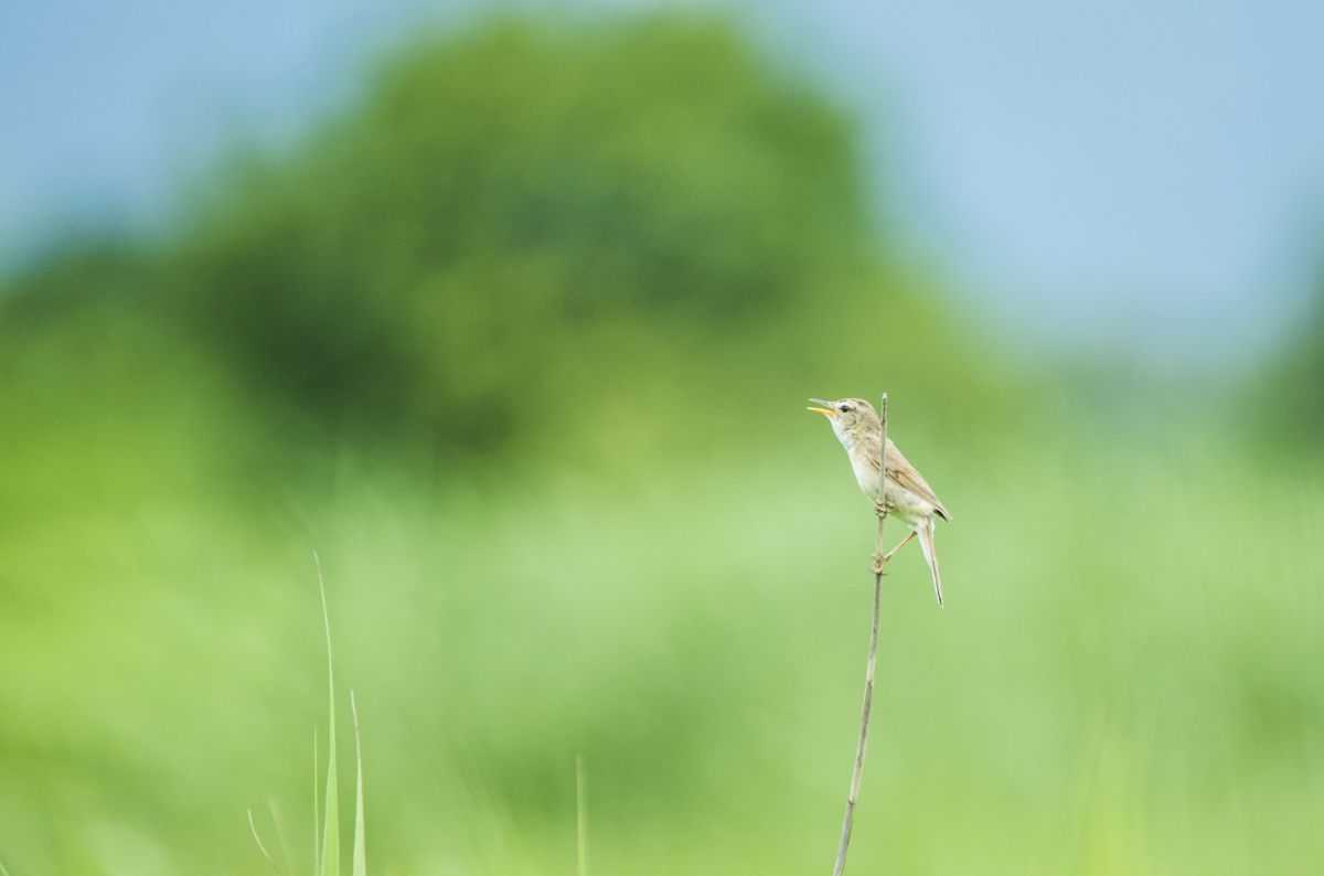 Field Birds | GANREF