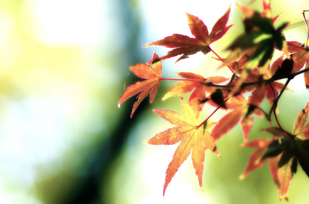 autumn sunlight | GANREF