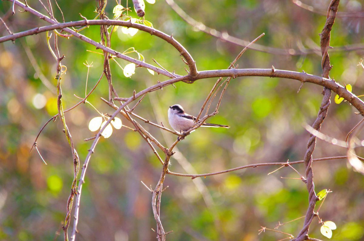 morning bird | GANREF