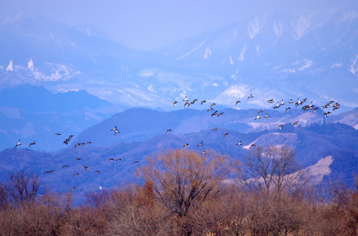 Flying ducks | GANREF