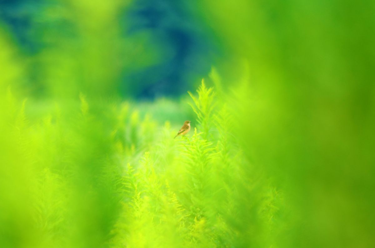 silent morning | GANREF