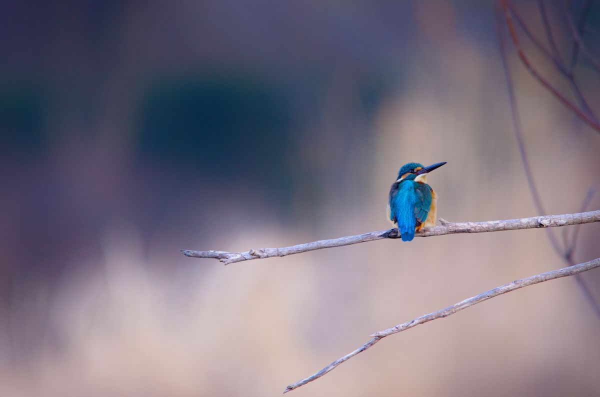 Winter Blue Bird | GANREF