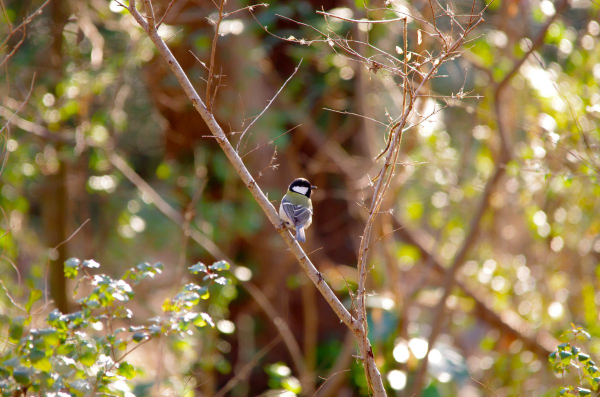 Beautiful morning | GANREF