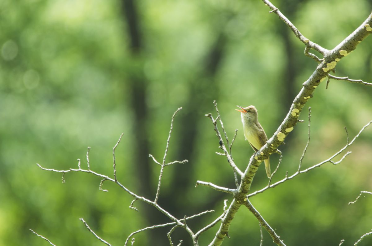 early summer | GANREF