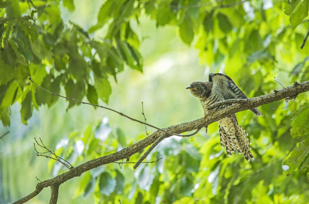 Angel Pause | GANREF