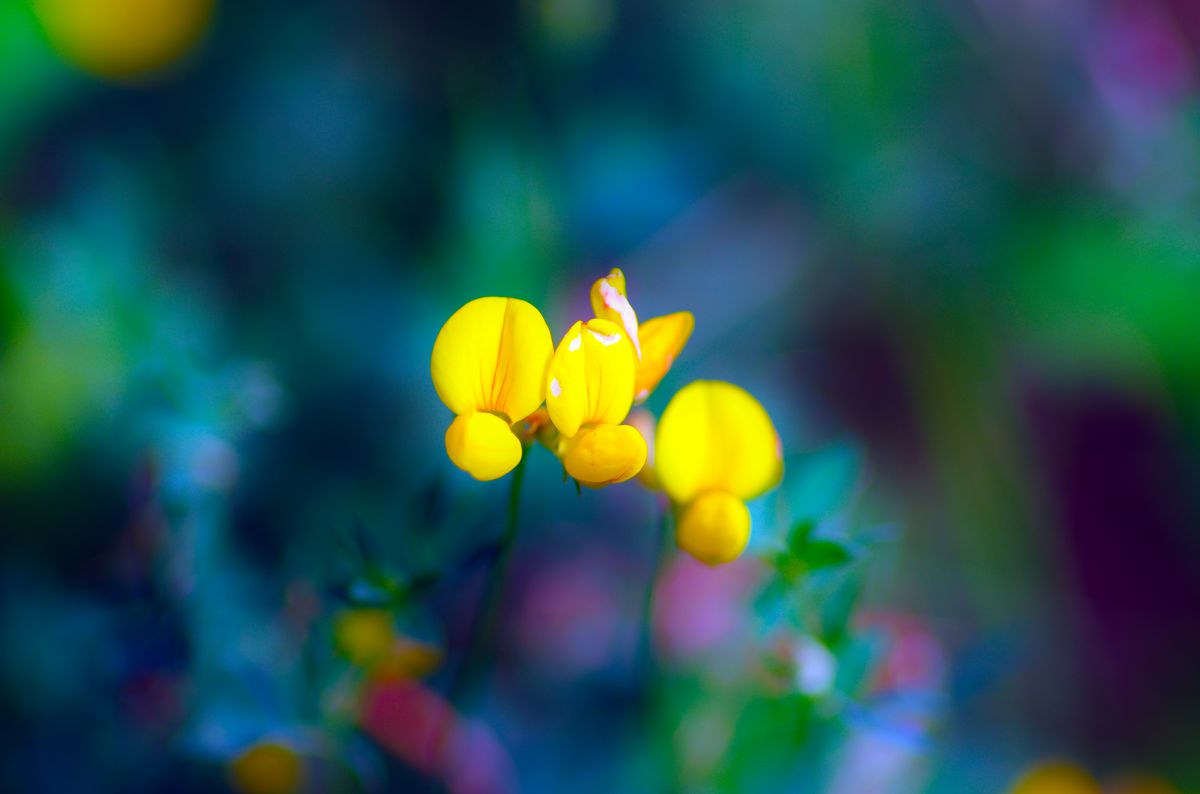 small flower | GANREF