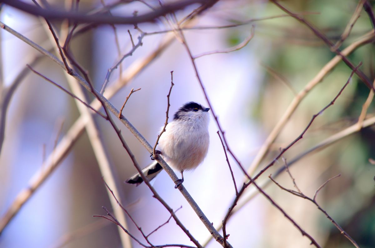 Pretty bird | GANREF