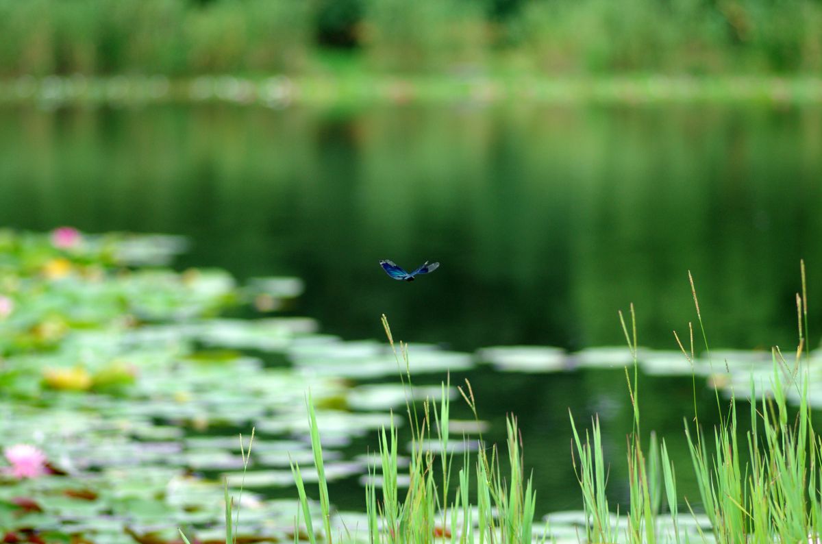 睡蓮池の蝶トンボ | GANREF