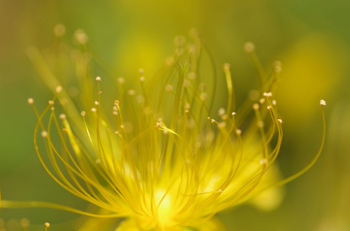 Yellow flower | GANREF