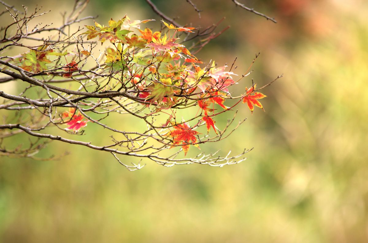 autumn colours | GANREF