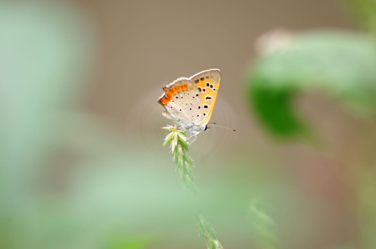 Small Copper | GANREF