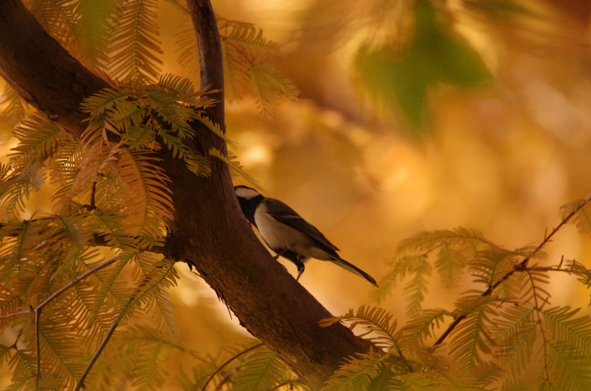 hide and seek | GANREF