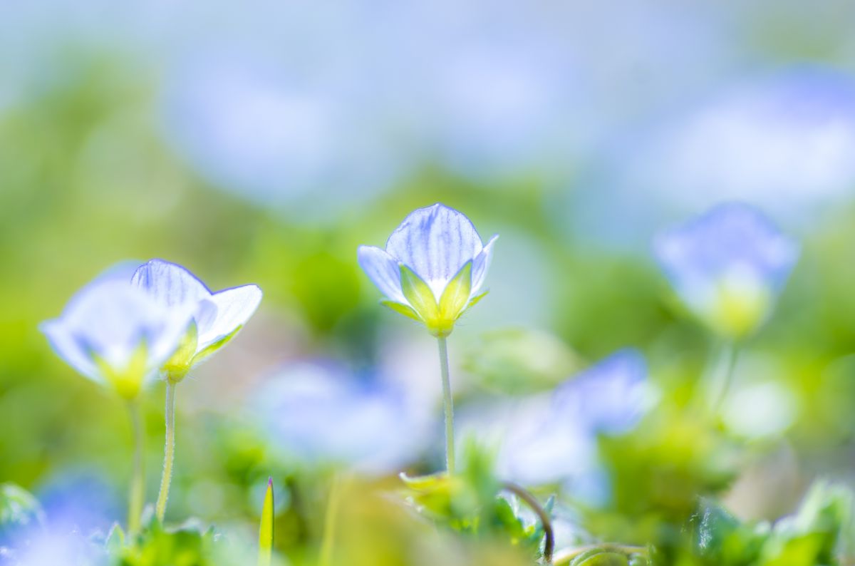 small world | GANREF