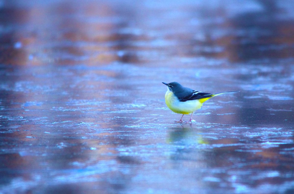 Grey Wagtail | GANREF