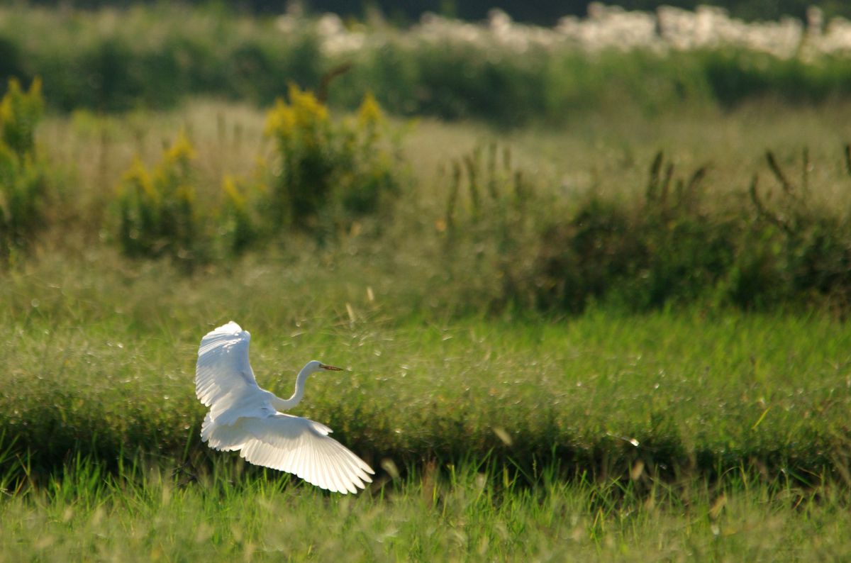 afternoon in fall | GANREF