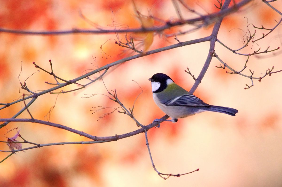 Bird in Red leaves | GANREF