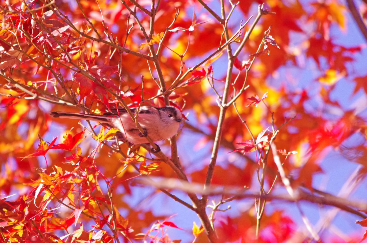 Bird in Red leaves | GANREF