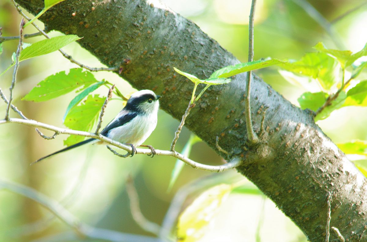 Long-tailed Tit | GANREF