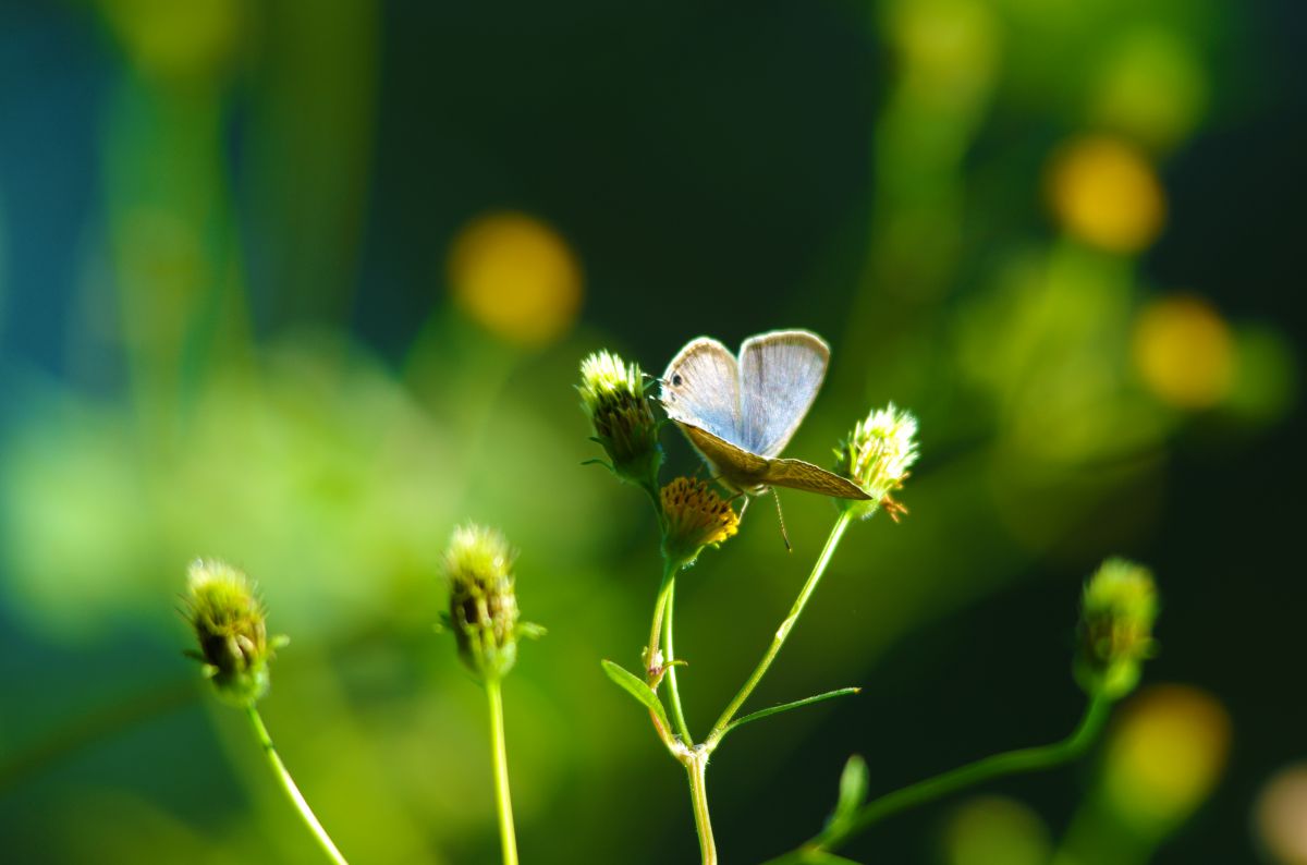 small world | GANREF