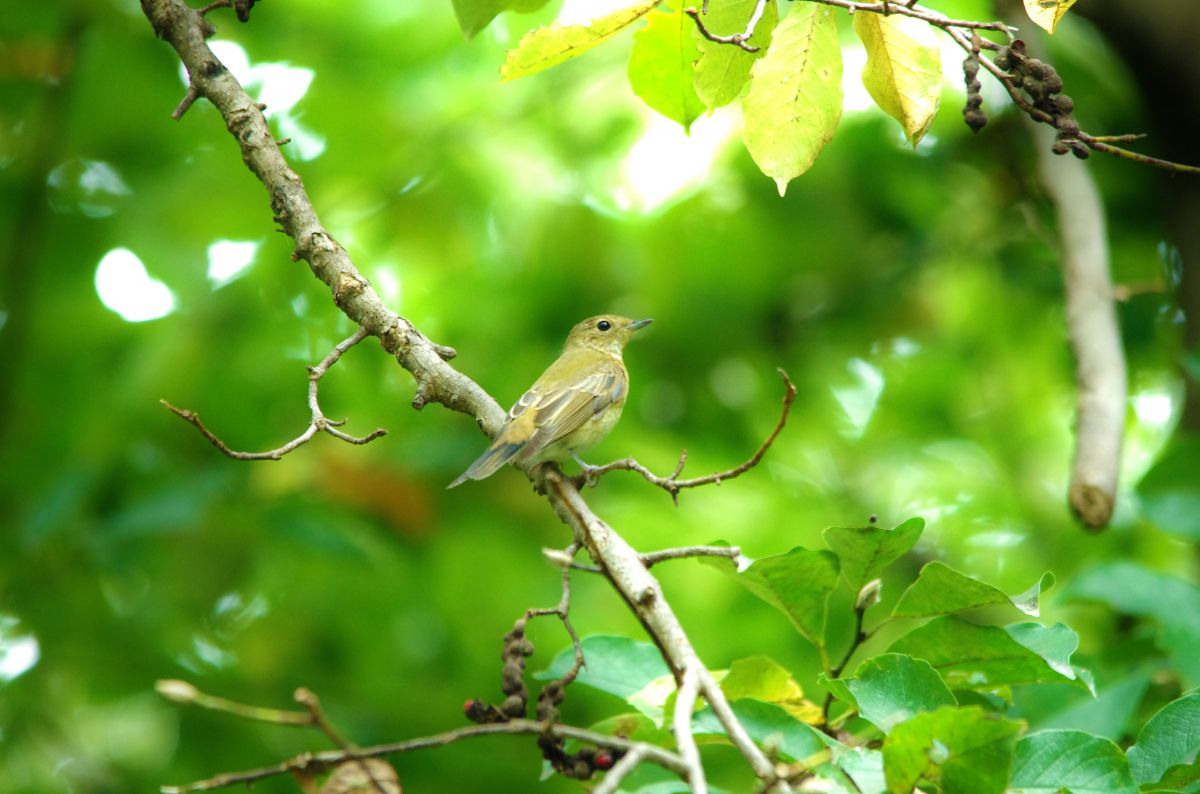 morning forest | GANREF