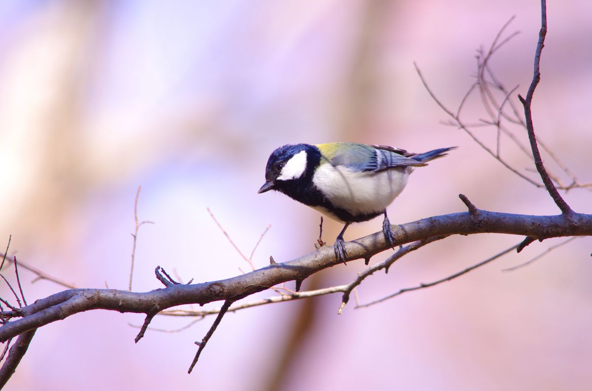 morning bird | GANREF