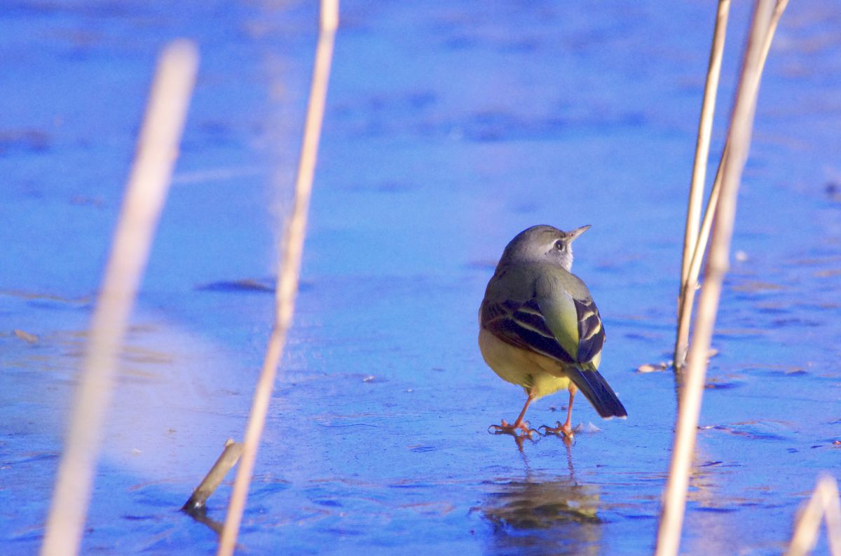 Grey Wagtail | GANREF