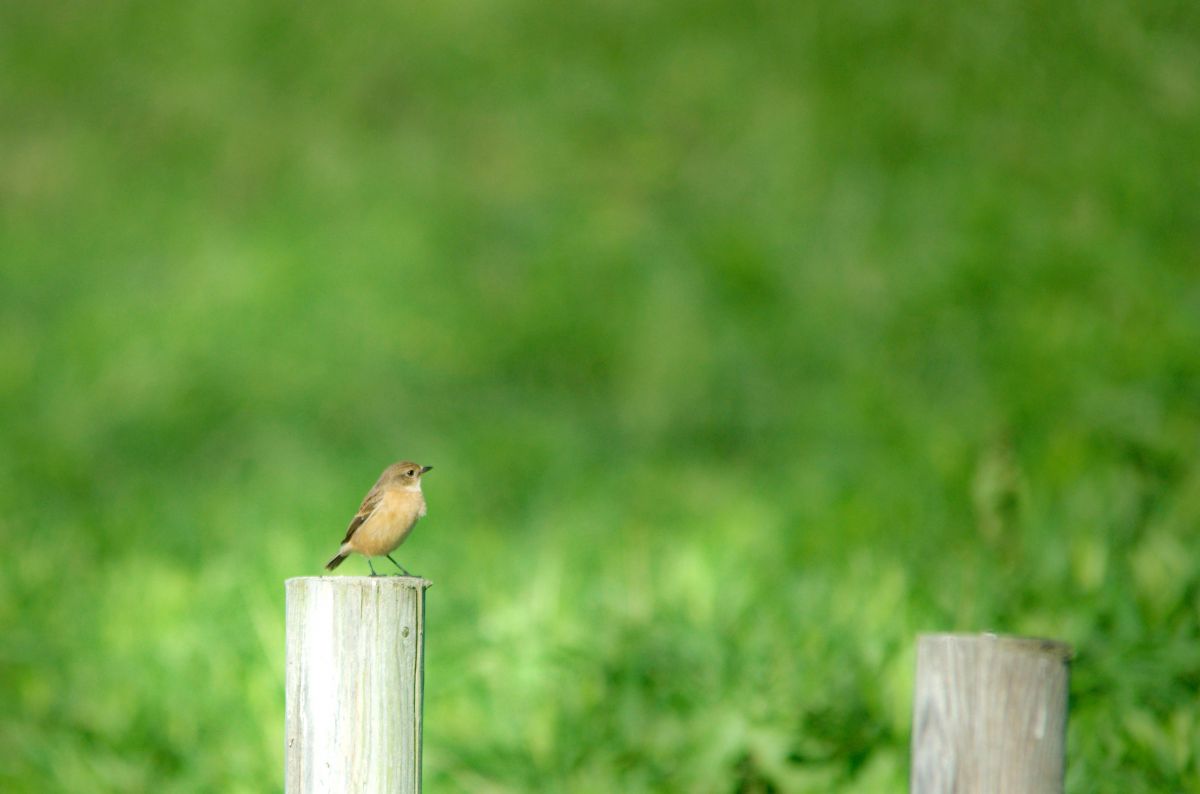 Her whereabouts | GANREF