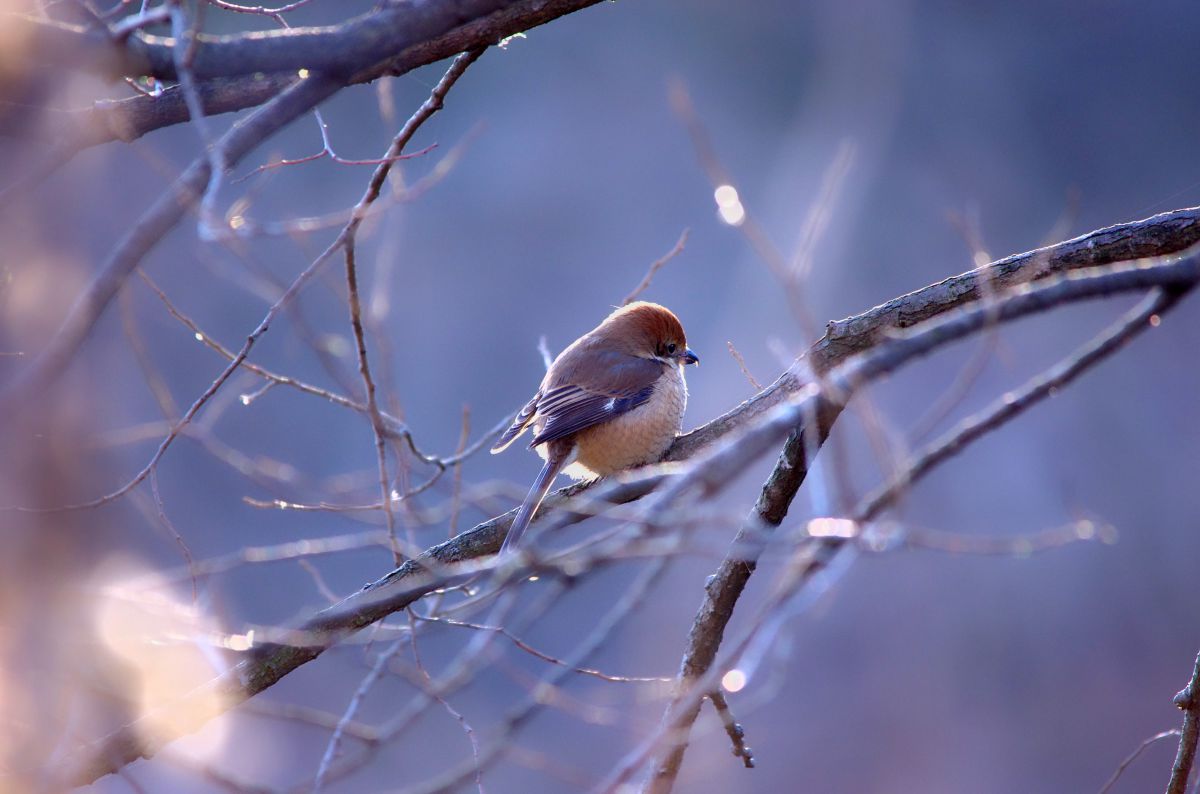 at first light | GANREF