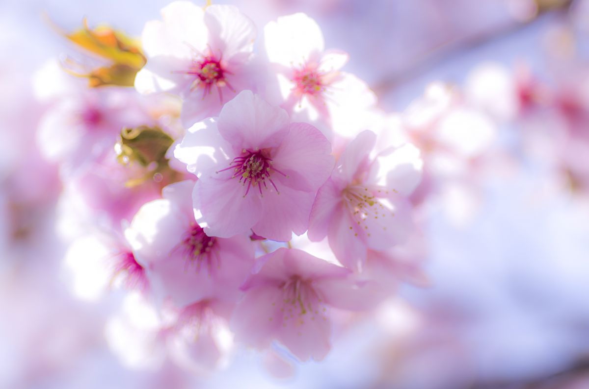 Beautiful Day | GANREF