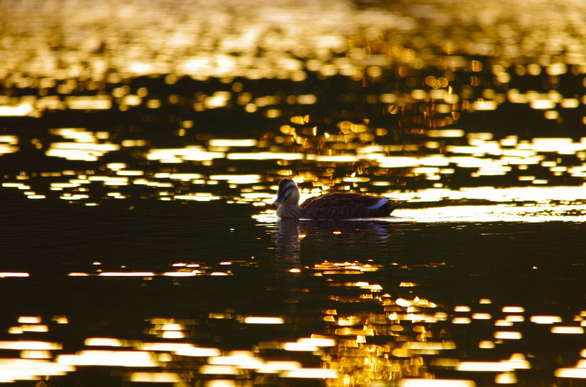 Golden Surface | GANREF