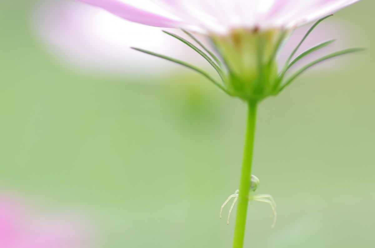 Little spider | GANREF