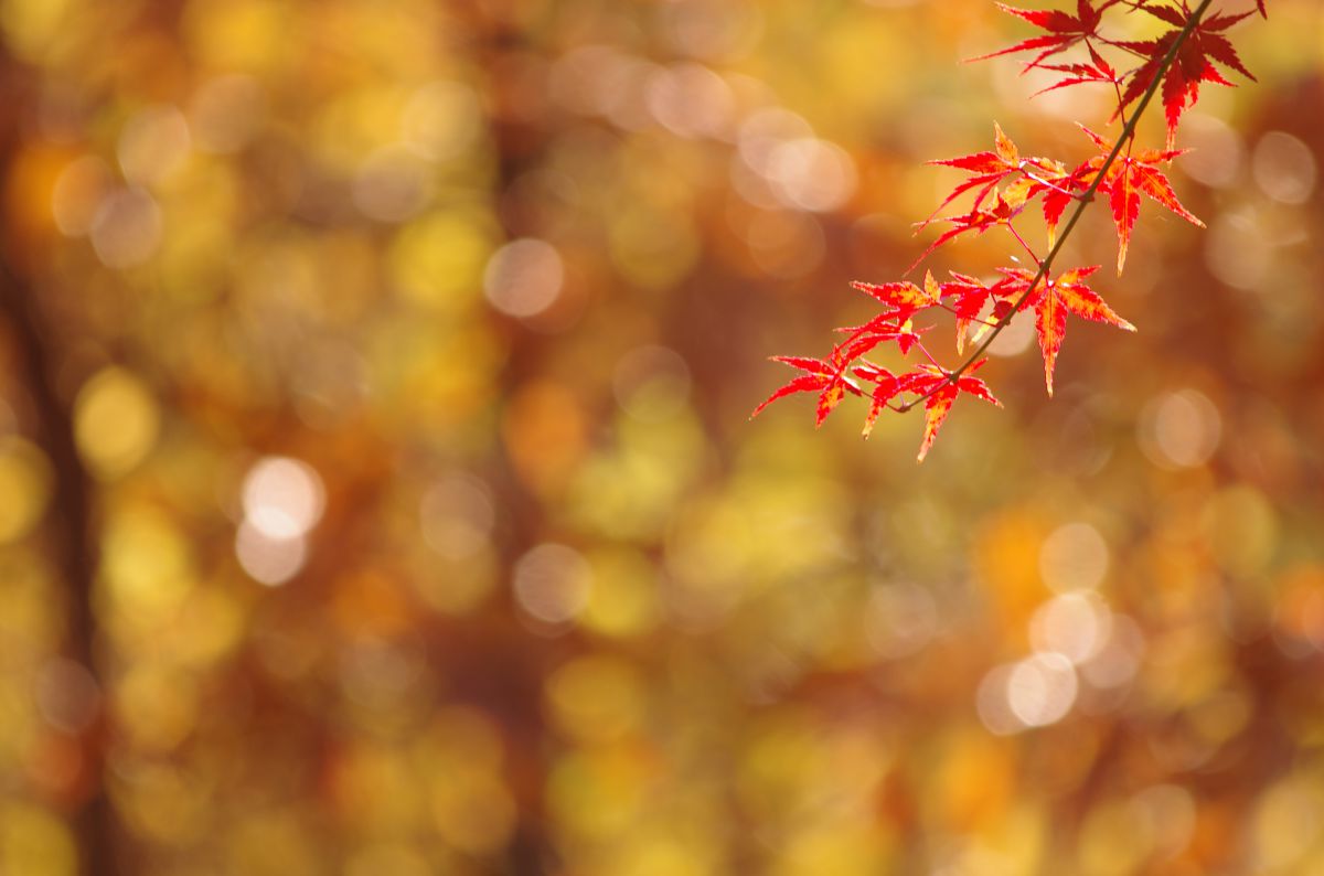 autumn colors | GANREF