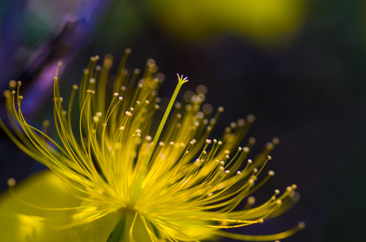 Small World | GANREF