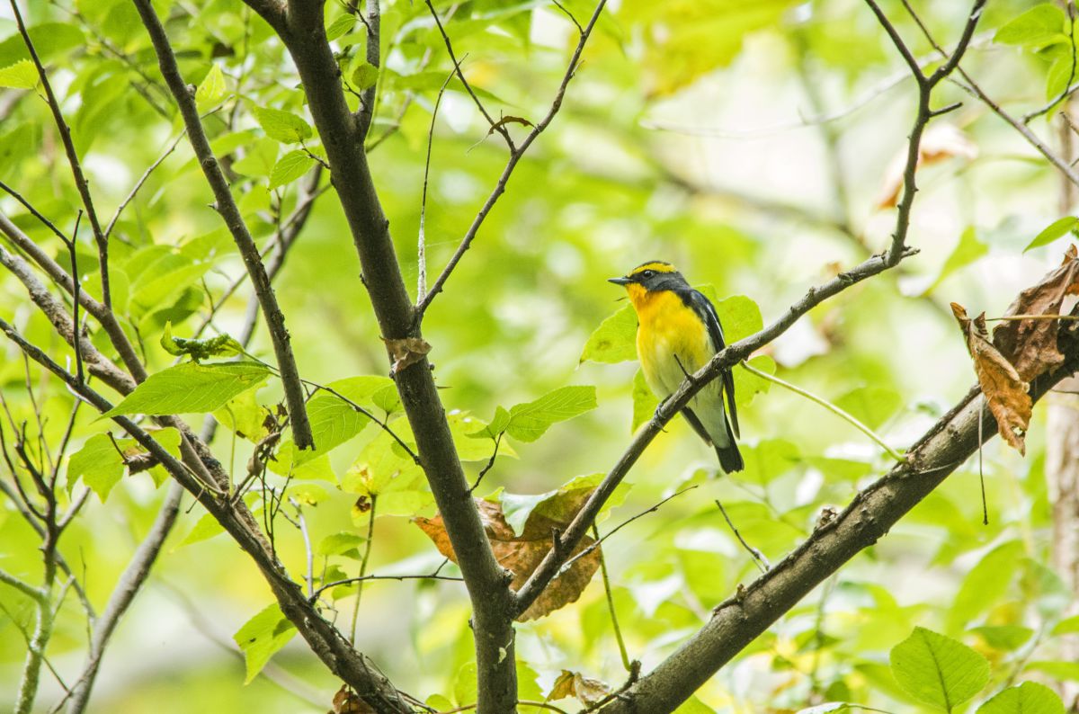 Yellow Bird | GANREF